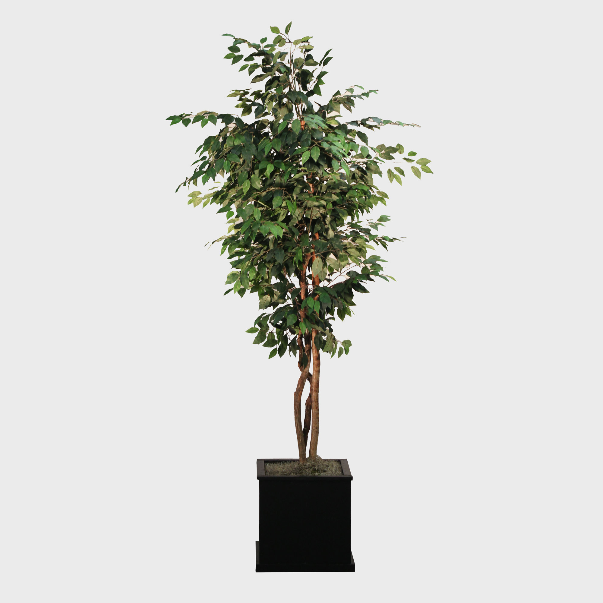 Silk Ficus Tree | Town & Country Event Rentals